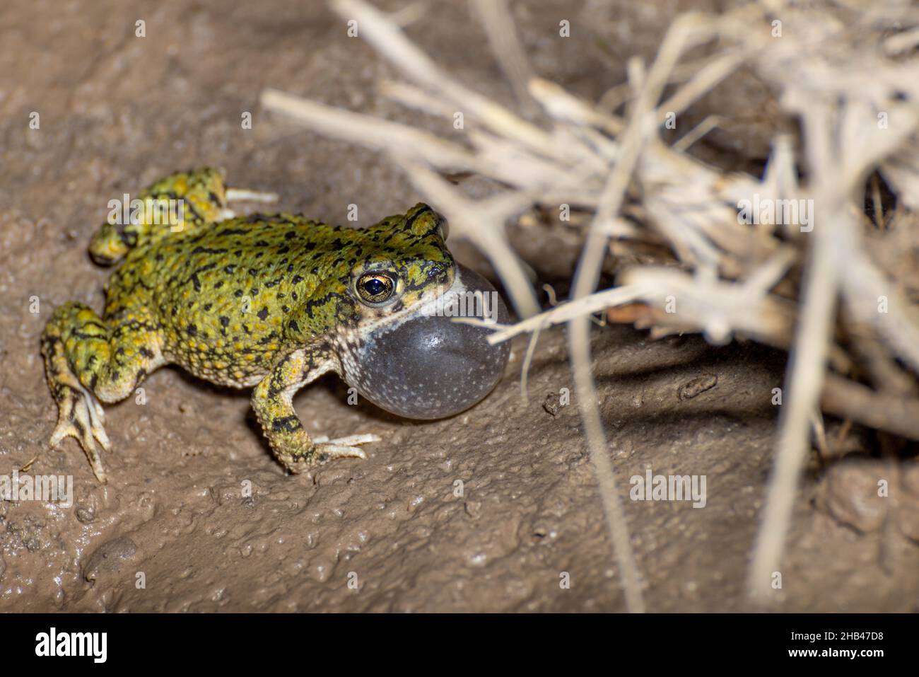 Calling male Western Green Toad, Anaxyrus debilis insidior), Corralitos ...