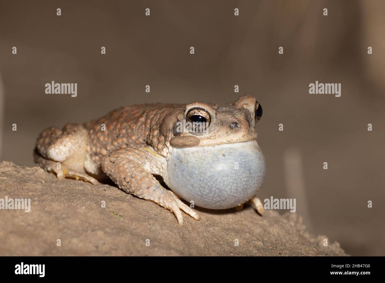 Red-spotted Toad, (Anaxyrus punctatus), Corralitos Ranch Road, New ...