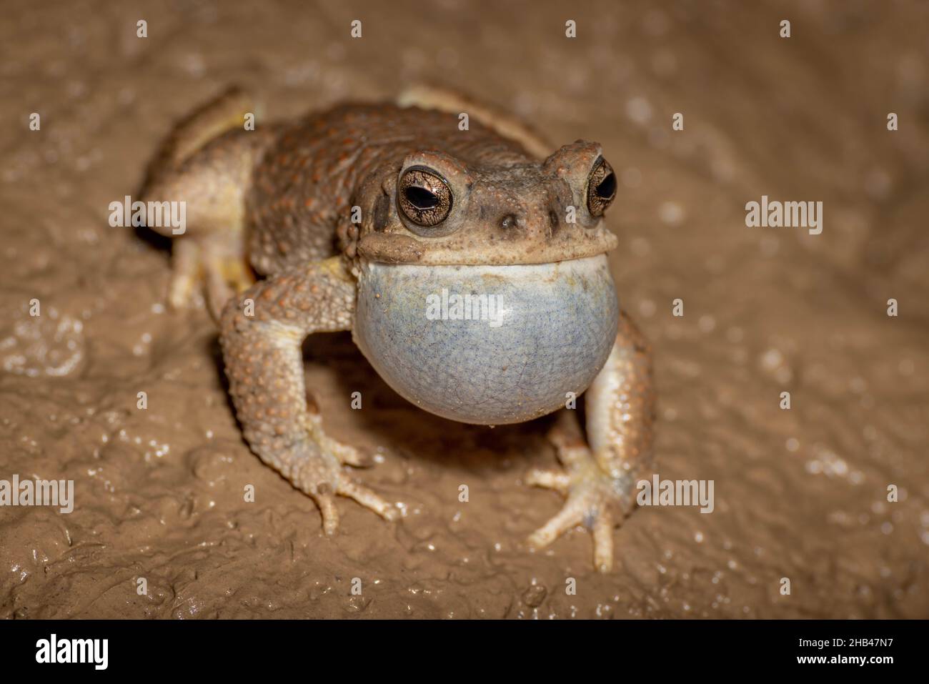 Red-spotted Toad, (Anaxyrus punctatus), Corralitos Ranch Road, New ...