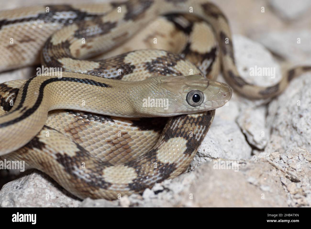Trans-pecos Ratsnake, (Bogertophis subocularis), Corralitos Ranch Road ...