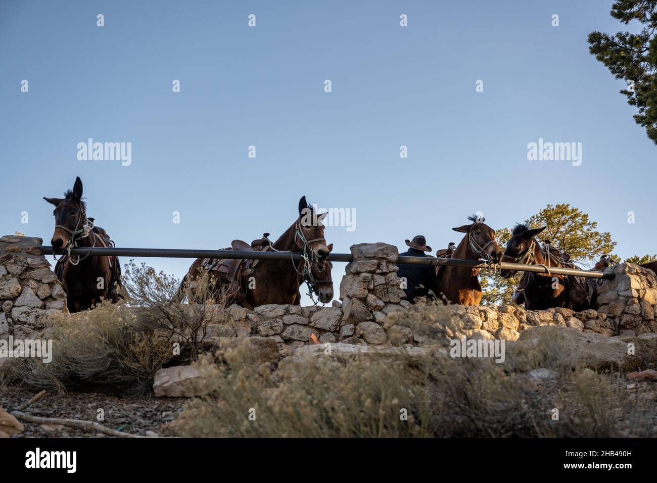Mules Stand In Corral Before Their Daily Trip Stock Photo - Alamy