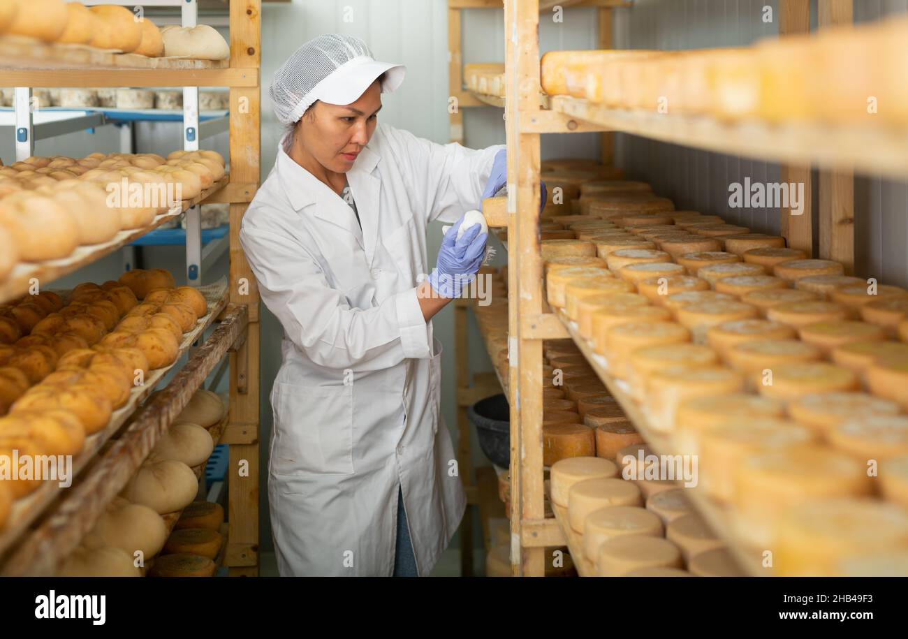 Skilled woman controlling maturing process of cheese wheels Stock Photo ...