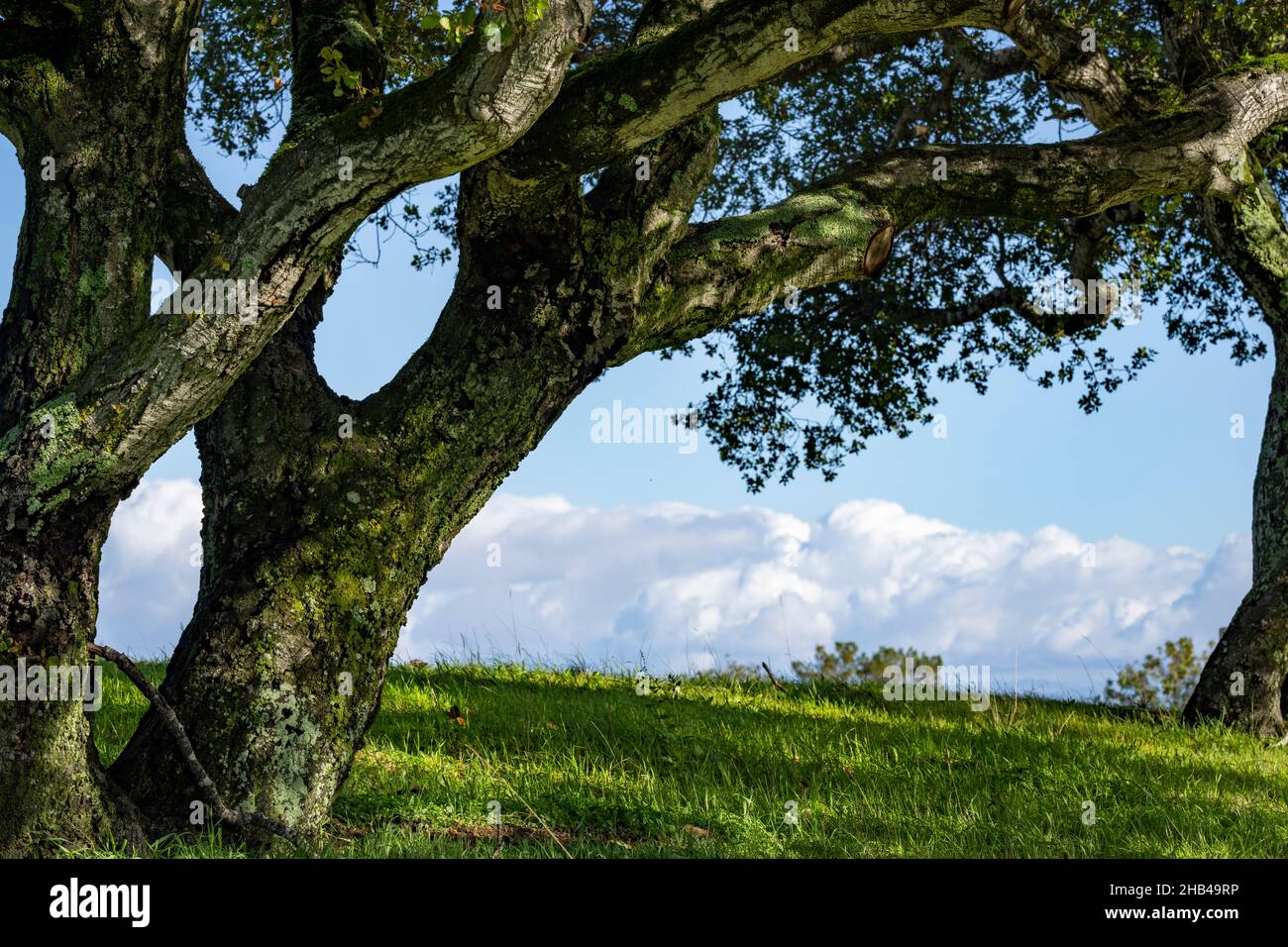 oak trees and grassy hill with clouds in the background Stock Photo - Alamy