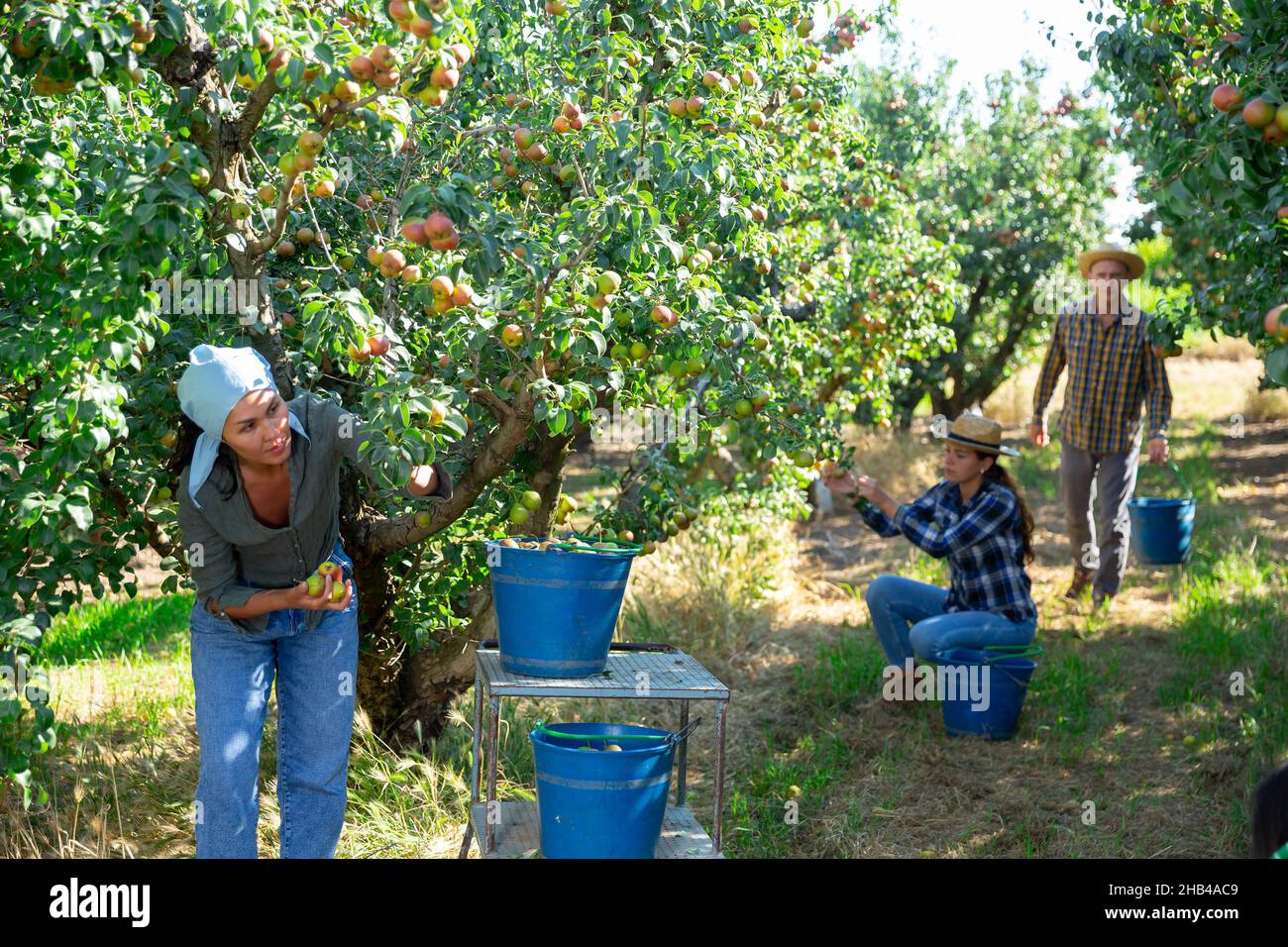 Female farmer picking ripe pears in orchard Stock Photo - Alamy