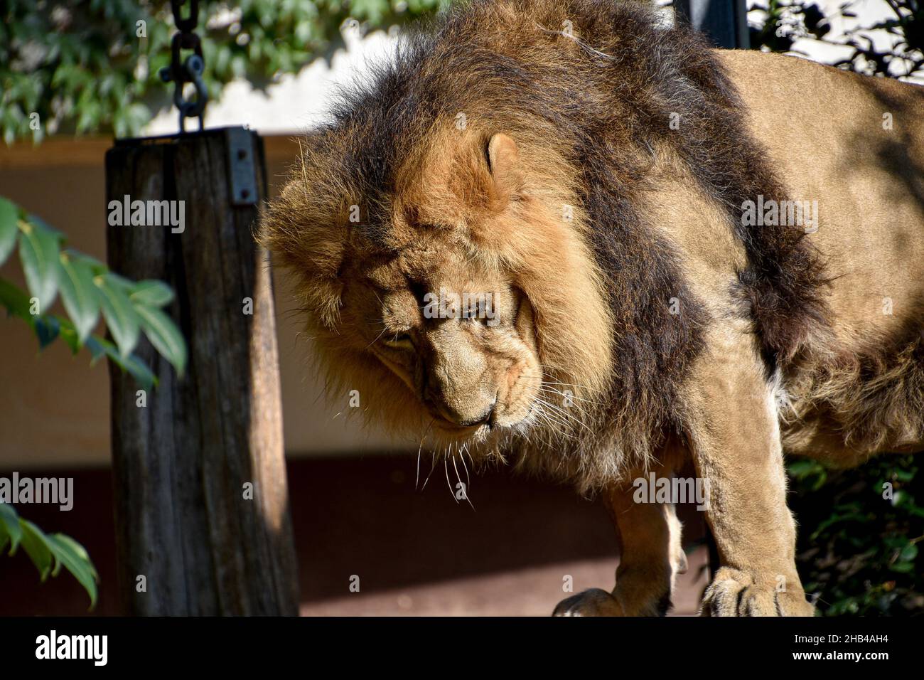 Lion isolated black & white background , wildlife hunter african Stock ...