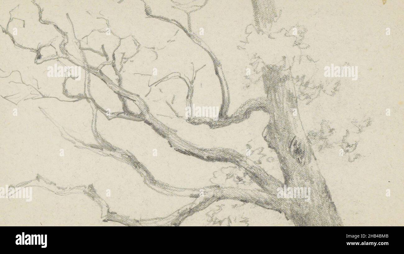 Sheet 31 verso from a sketchbook with 39 sheets, Tree branches, Willem ...