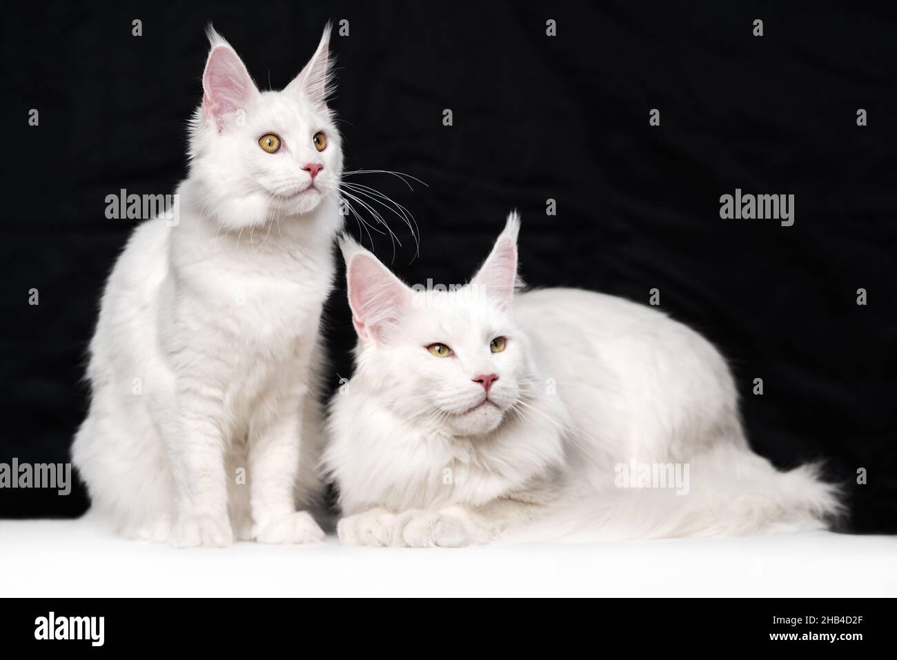 Beautiful studio shot portrait of two American Forest Cats on black and ...