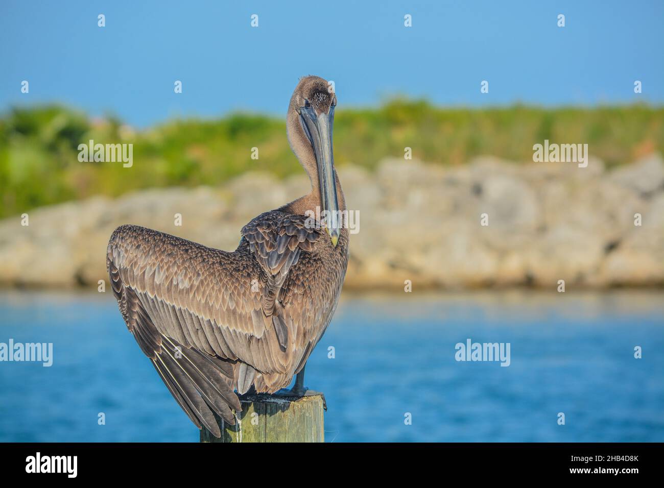 A Brown Pelican, Pelecanus Occidentalis, at Fort Pierce, Florida Stock ...