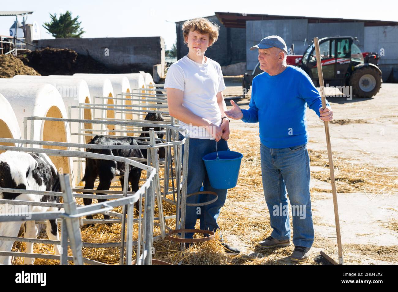 Experienced dairy farm owner teaching young worker Stock Photo - Alamy