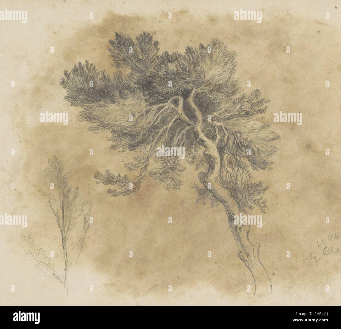 Adhesive cleves hi-res stock photography and images - Alamy