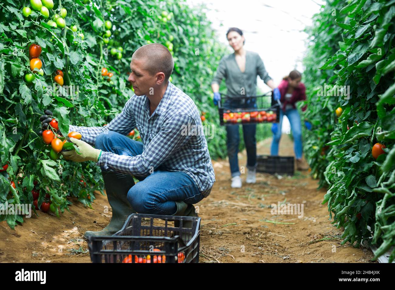 Collective fruits hi-res stock photography and images - Alamy