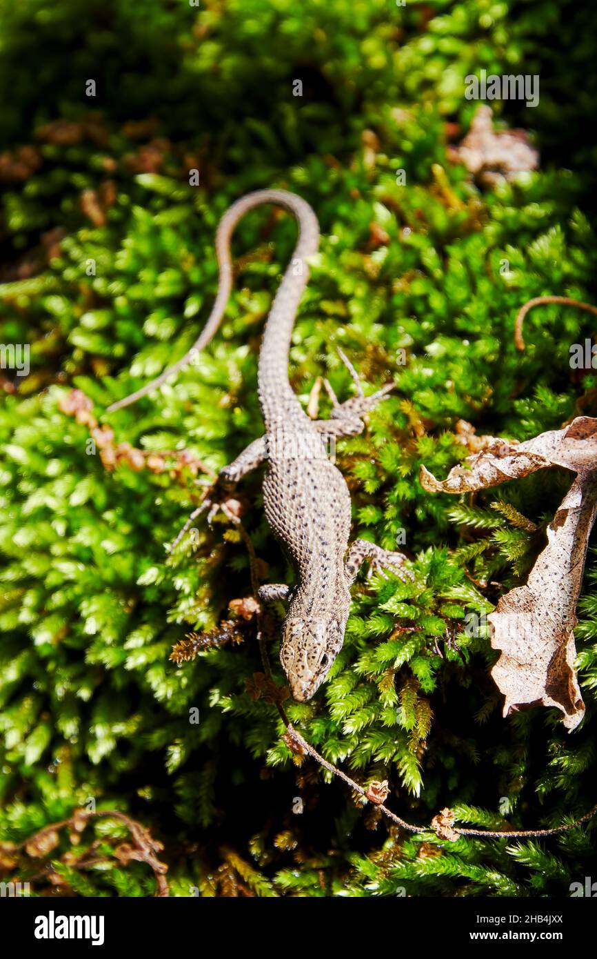 A small lizard hides in a forest moss. Animals in the wild Stock Photo ...