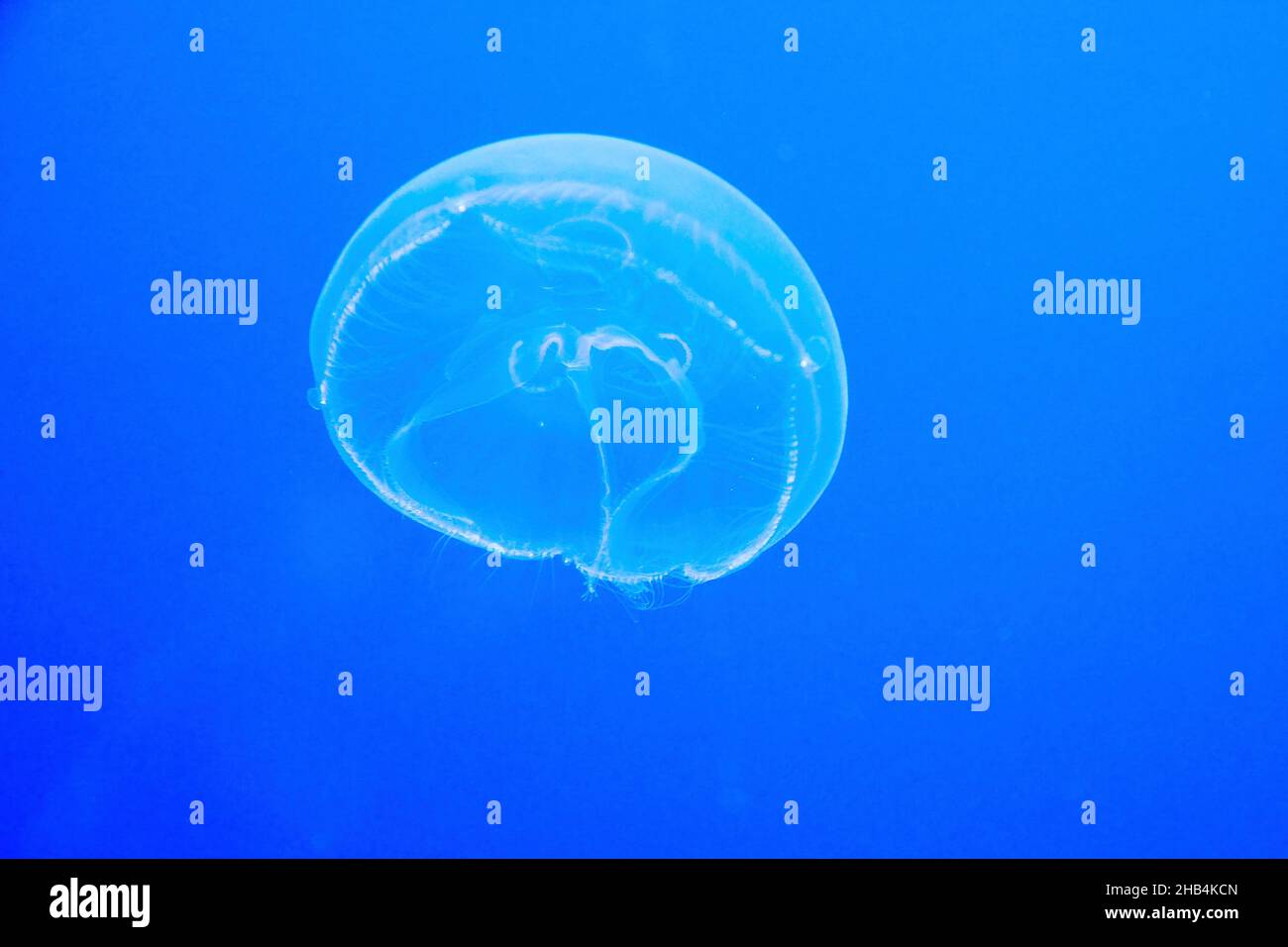 Delicate sea jellyfish soars in the depths of the blue sea. Dangerous ...