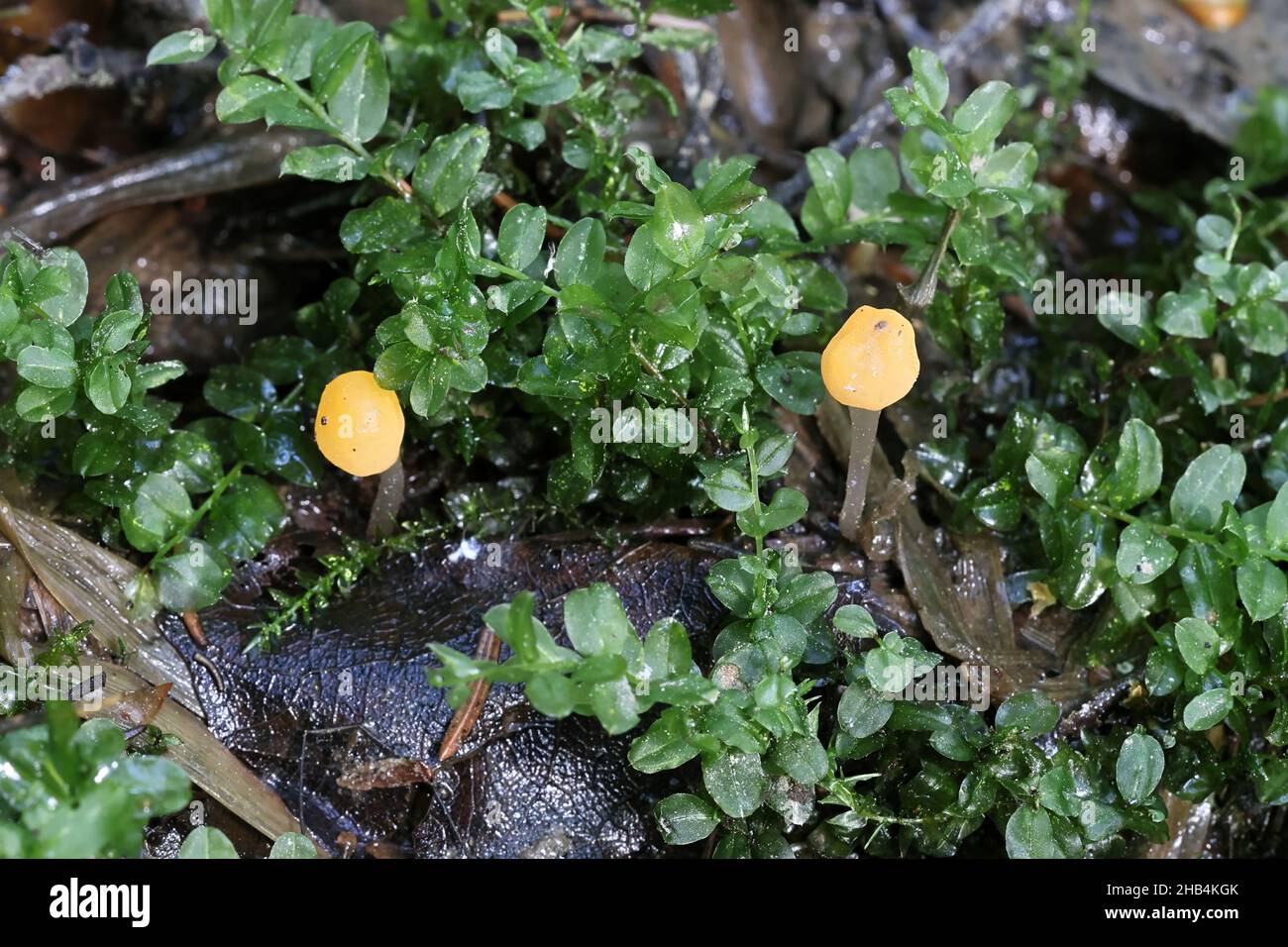 Mitrula paludosa, commonly known as swamp beacon or bog beacon, wild ...