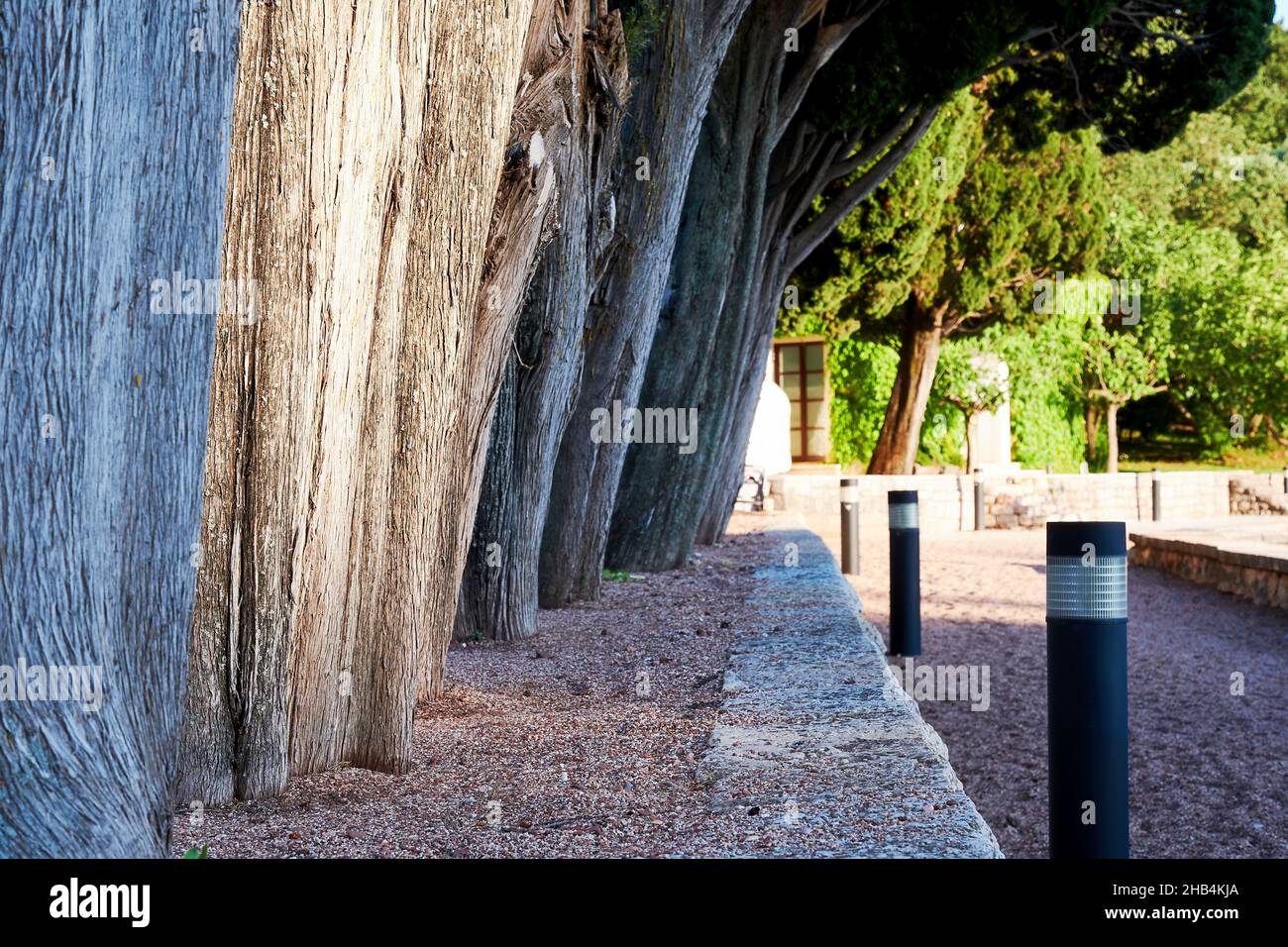 Long alley with cypresses on the sea shore. European landscapes Stock ...