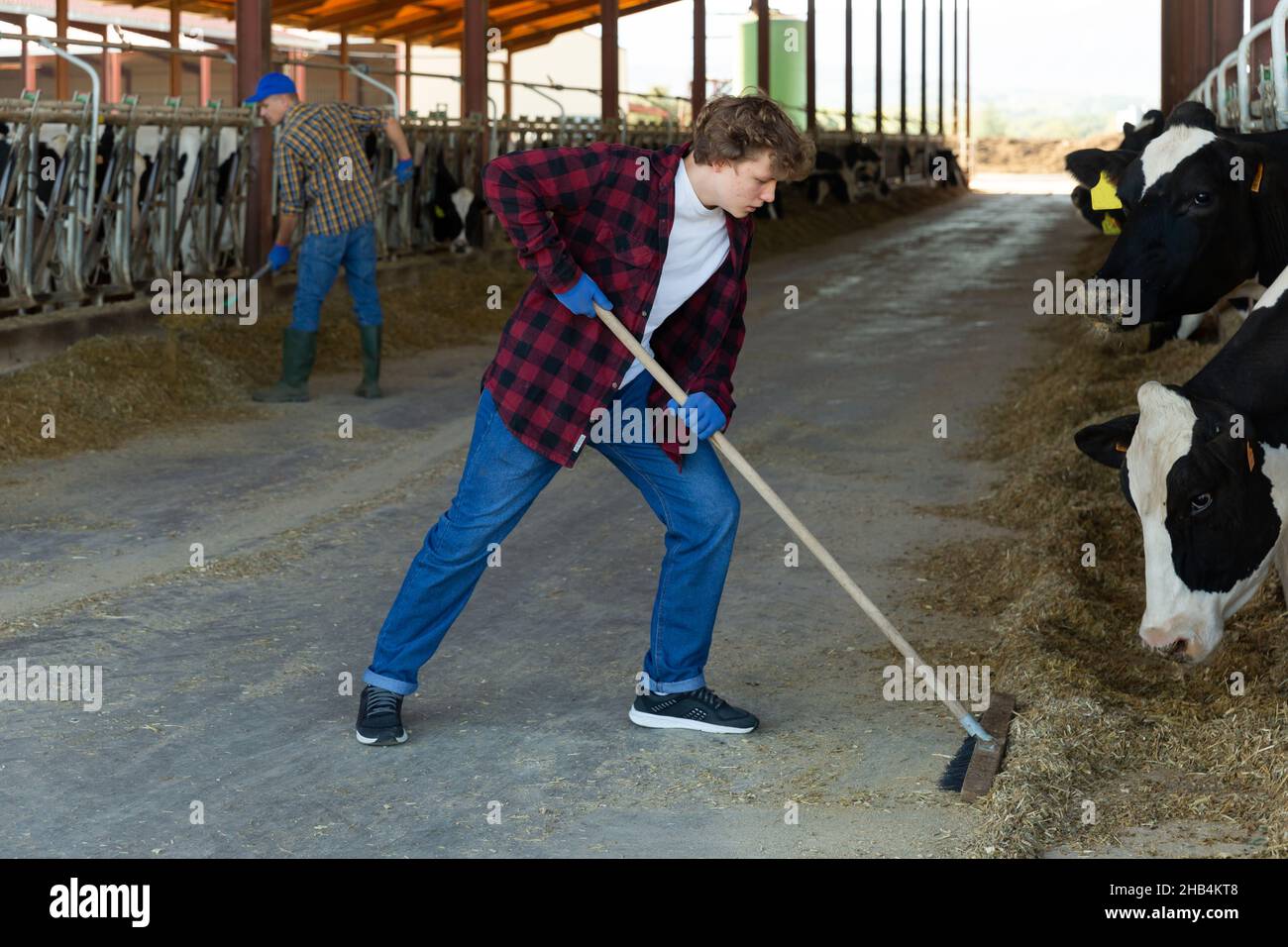 Young man feeding cows in cowhsed Stock Photo - Alamy
