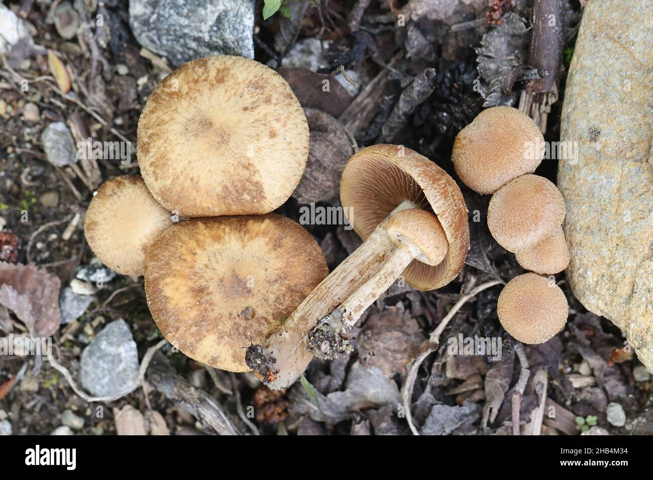 Lacrymaria lacrymabunda, the Weeping Widow, wild mushroom from Finland ...
