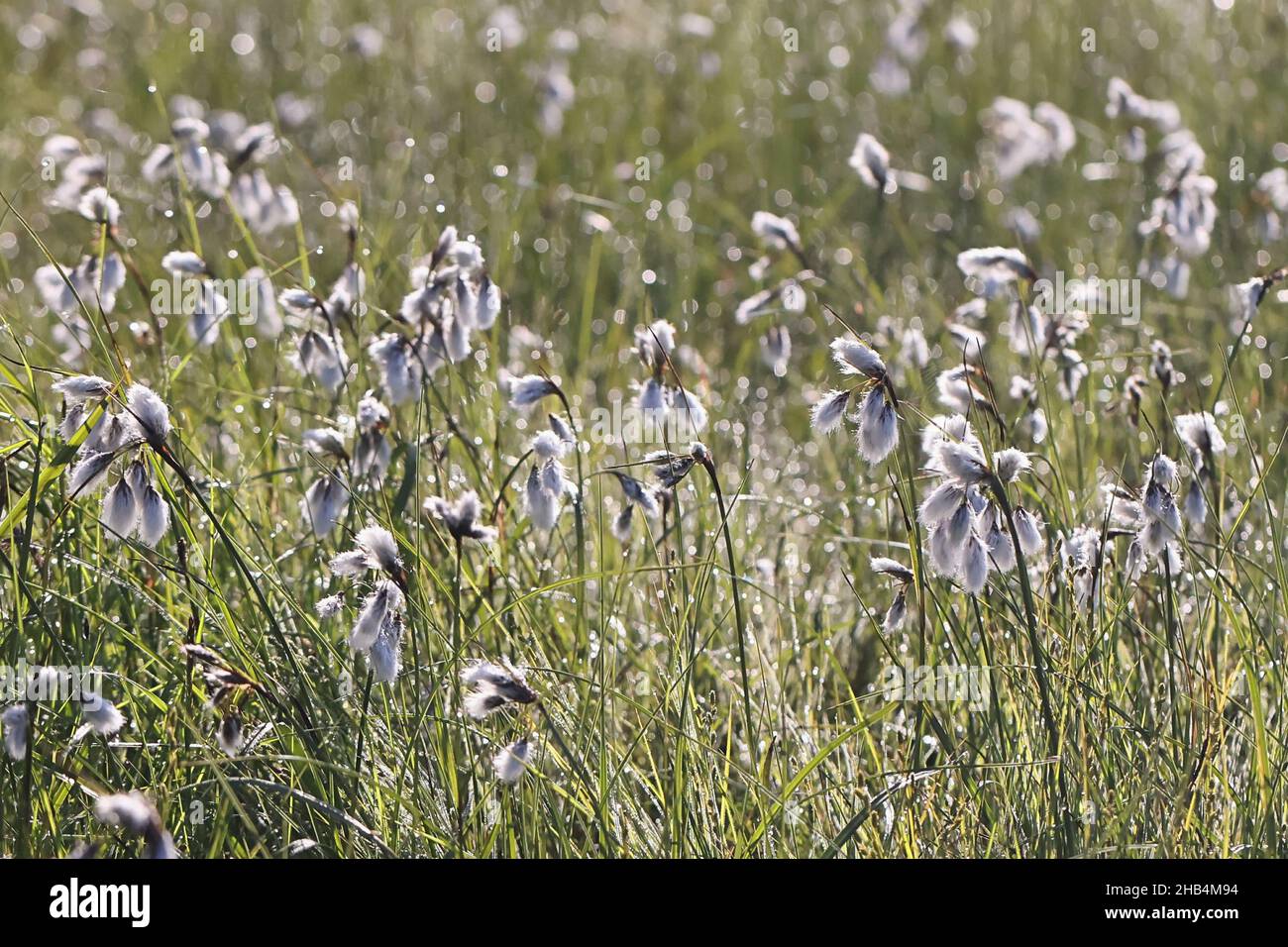 Tall cottongrass eriophorum polystachion hi-res stock photography and ...