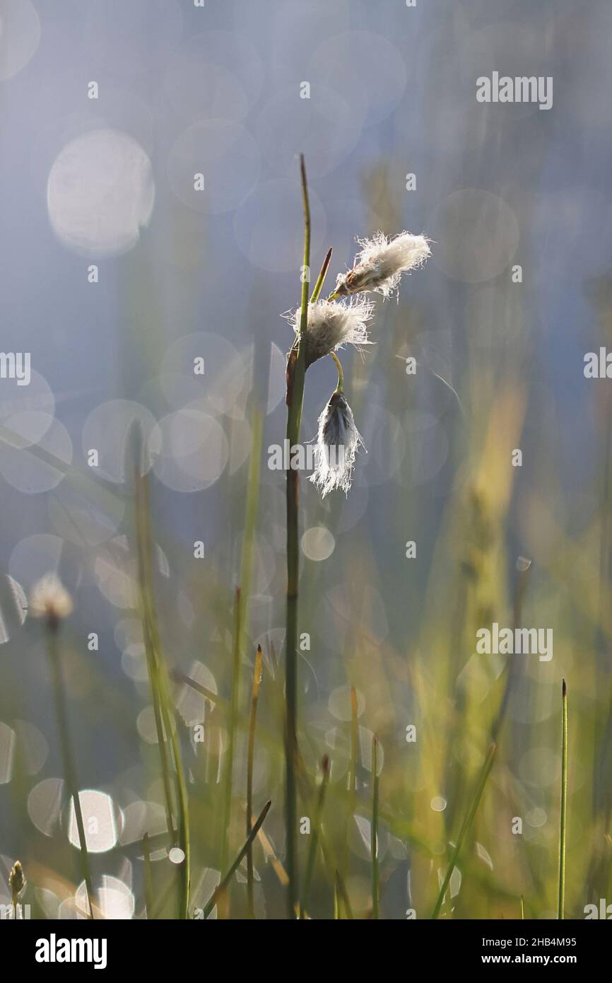Tall cottongrass eriophorum polystachion hi-res stock photography and ...