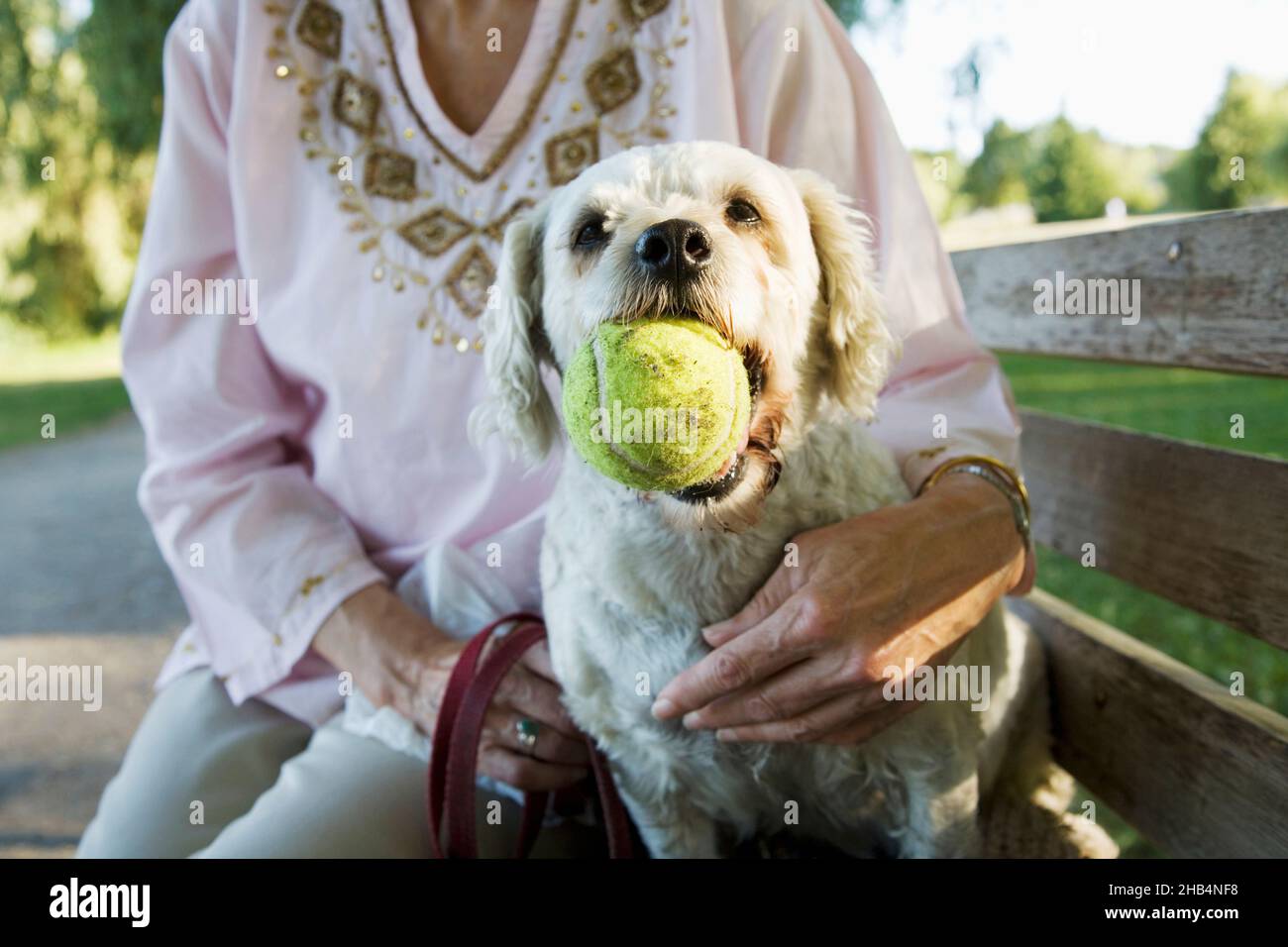 Senior woman with her elderly Cockapoo dog Stock Photo - Alamy