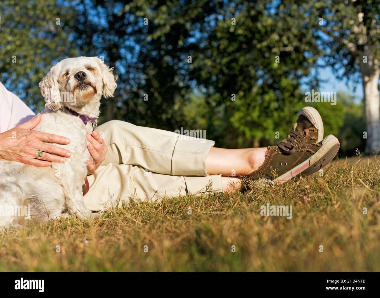 Cockapoo companion hi-res stock photography and images - Alamy