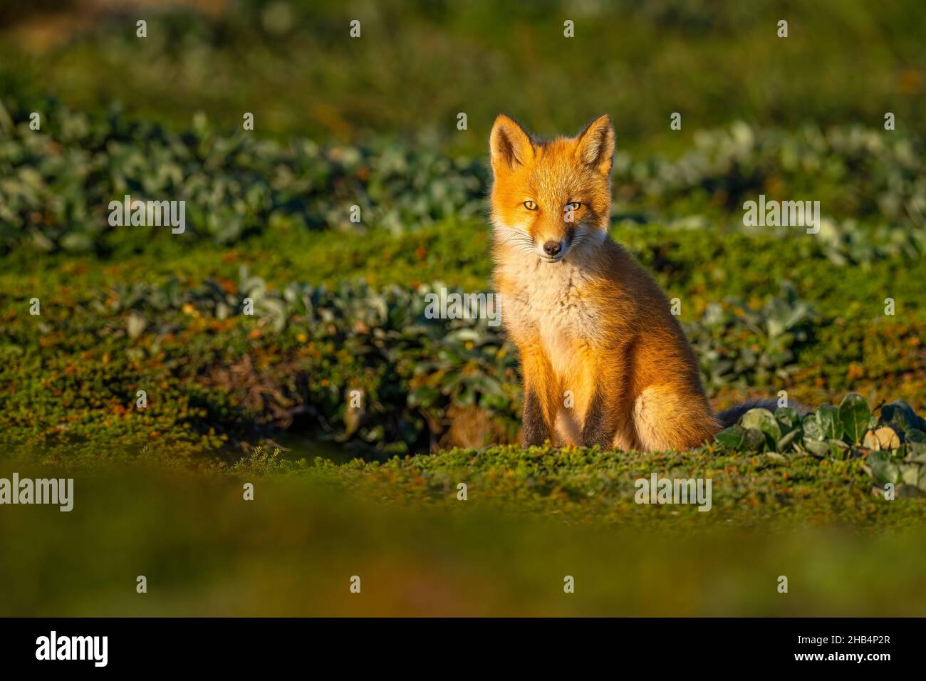 Mammal fox kit hi-res stock photography and images - Alamy