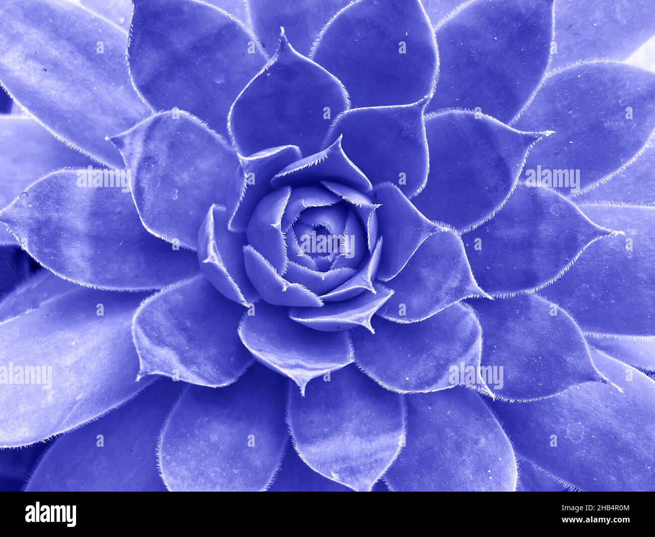 Sempervivum tectorum common houseleek succulent flower in Pantone ...