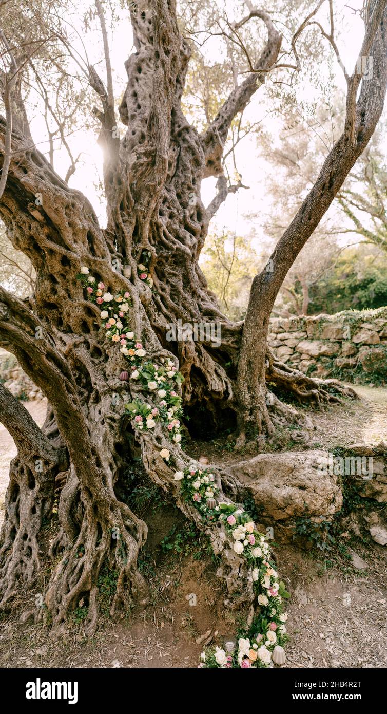 Old olive tree decorated with flowers Stock Photo - Alamy