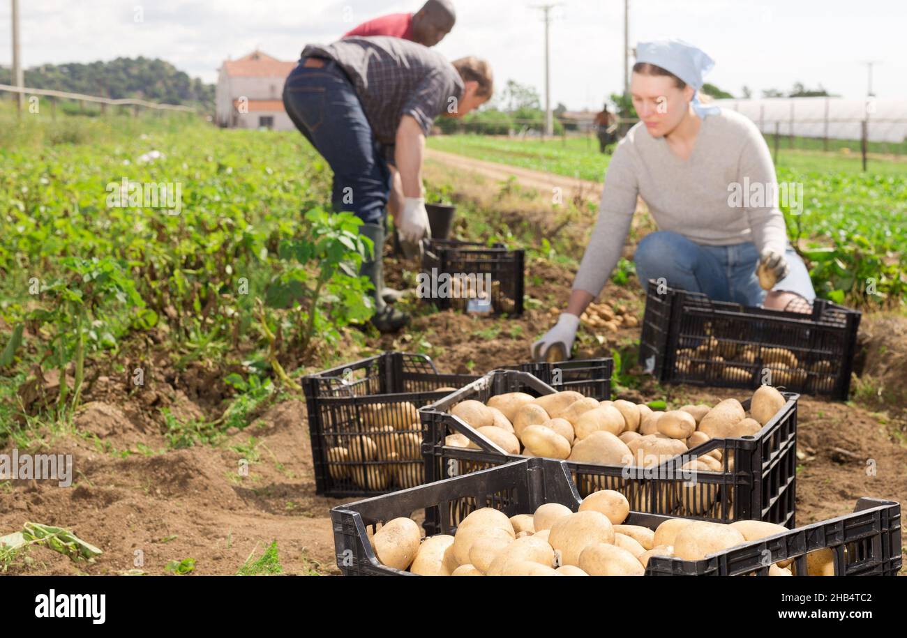Woman helps men harvests potatoes on field Stock Photo - Alamy