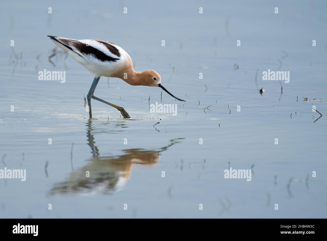 American Avocet shore bird wadding in shallow water feeding Stock Photo ...