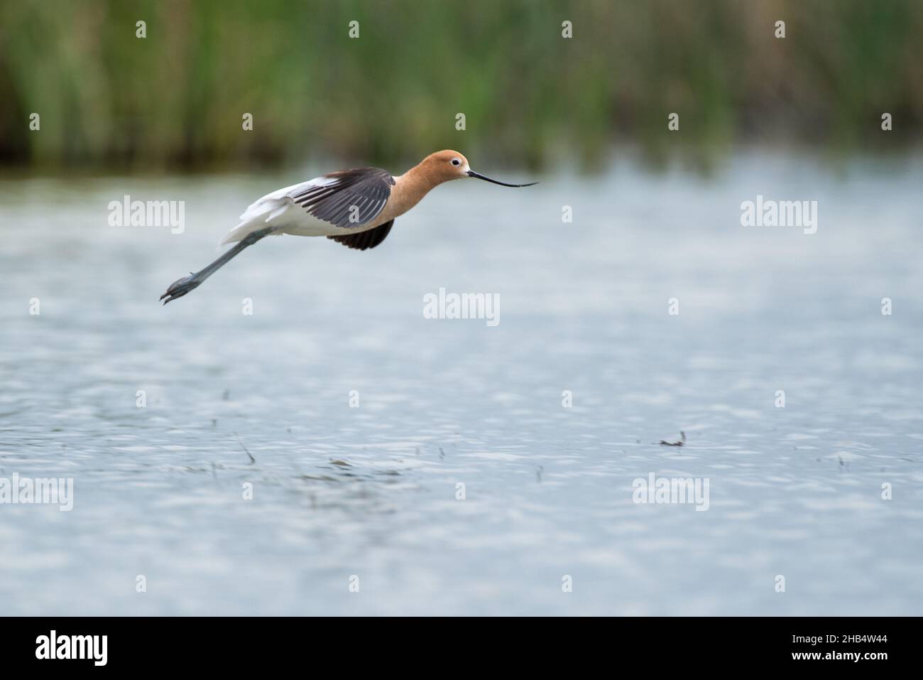 American Avocet shore bird flying and landing over water Stock Photo ...