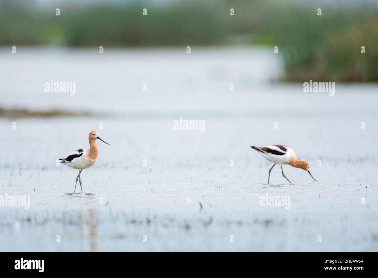 American Avocet shore bird wadding in shallow water feeding Stock Photo ...