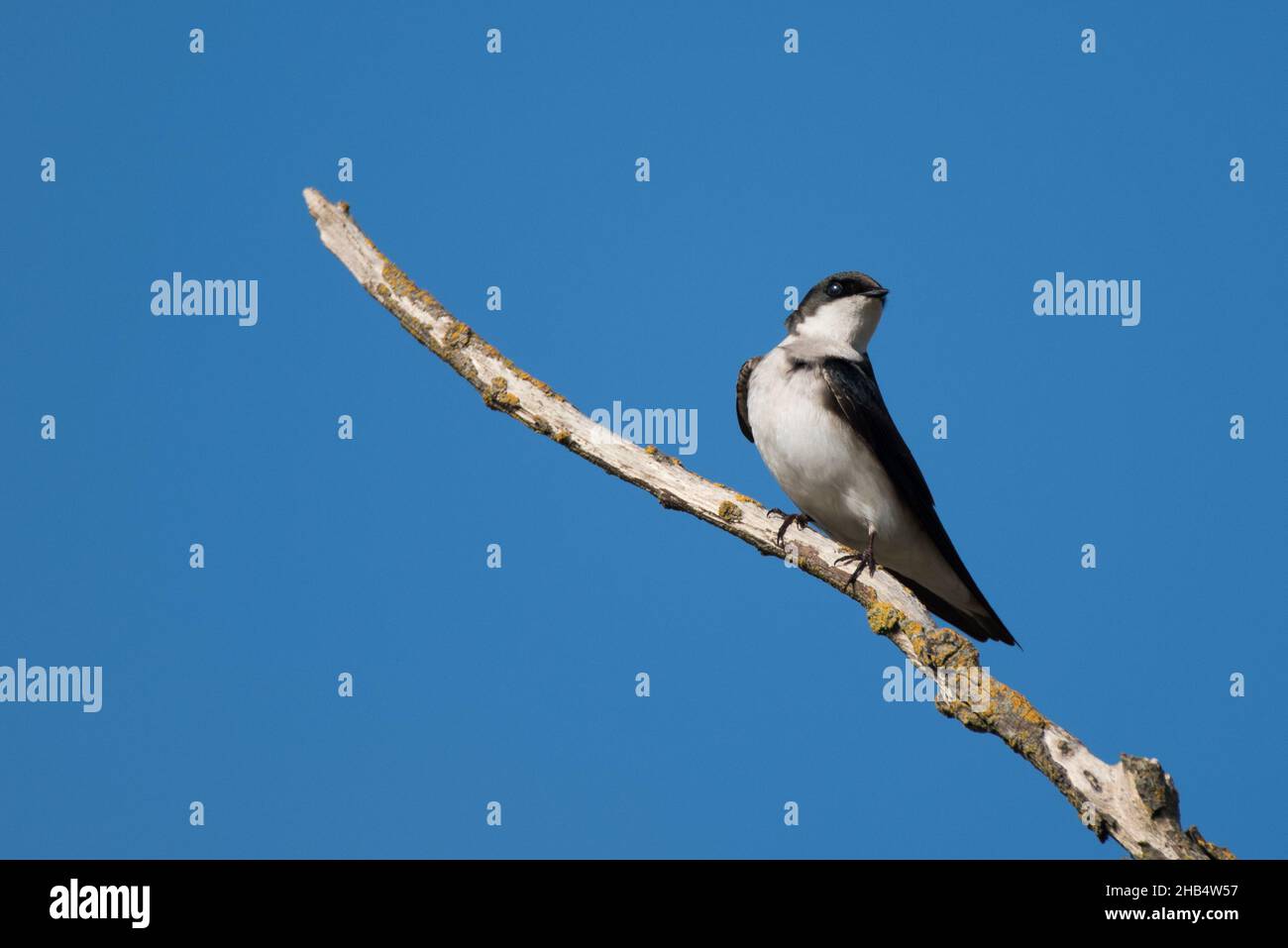 Swallow juvenile on branch hi-res stock photography and images - Alamy