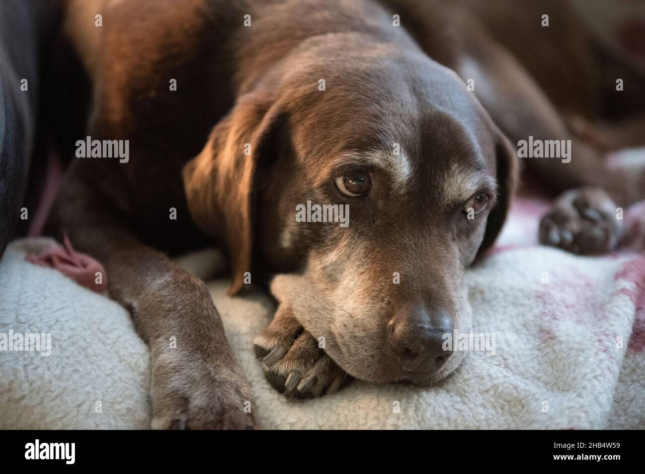 Adult chocolate lab hi-res stock photography and images - Alamy
