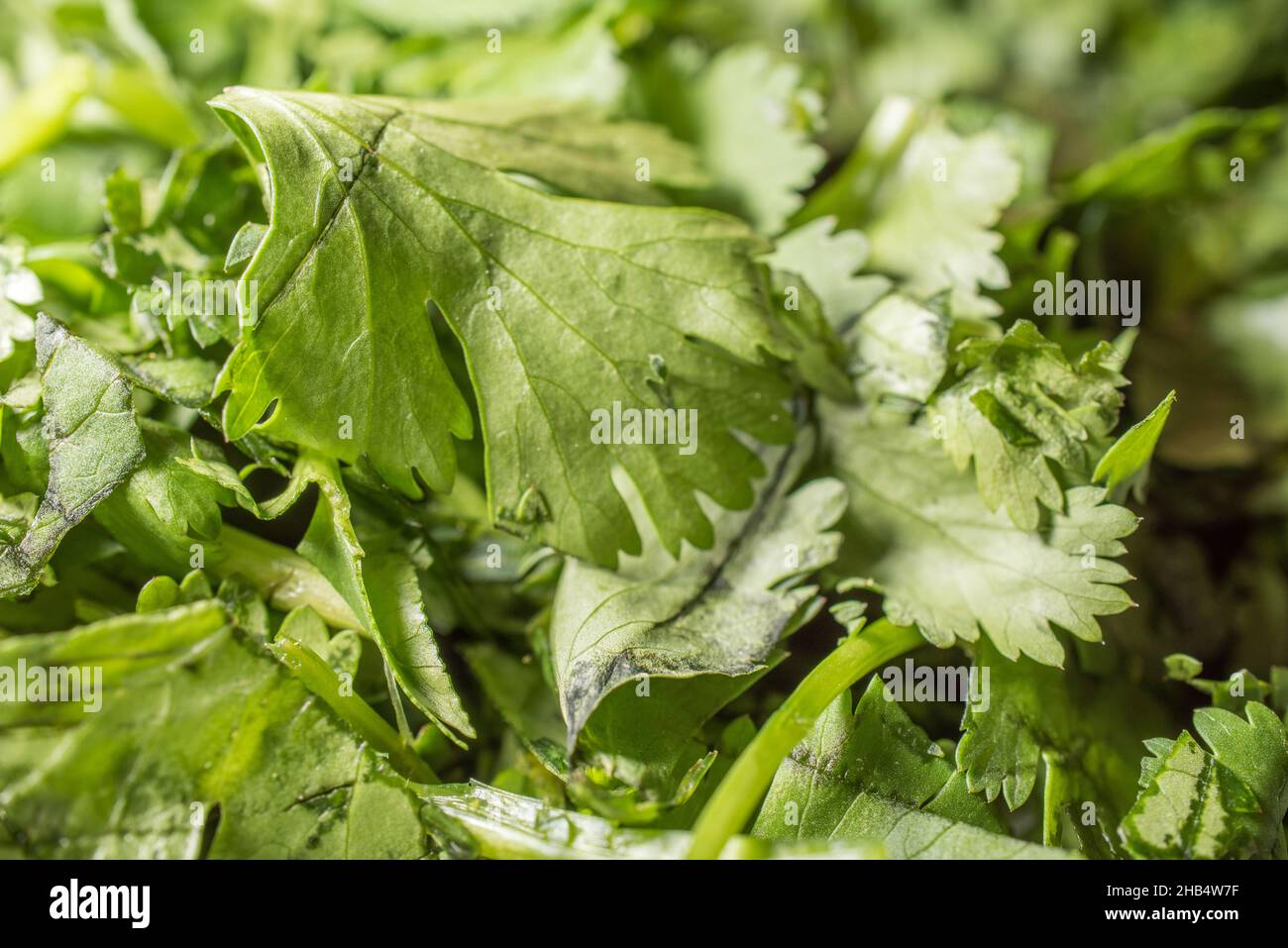 Cilantro herb hi-res stock photography and images - Alamy