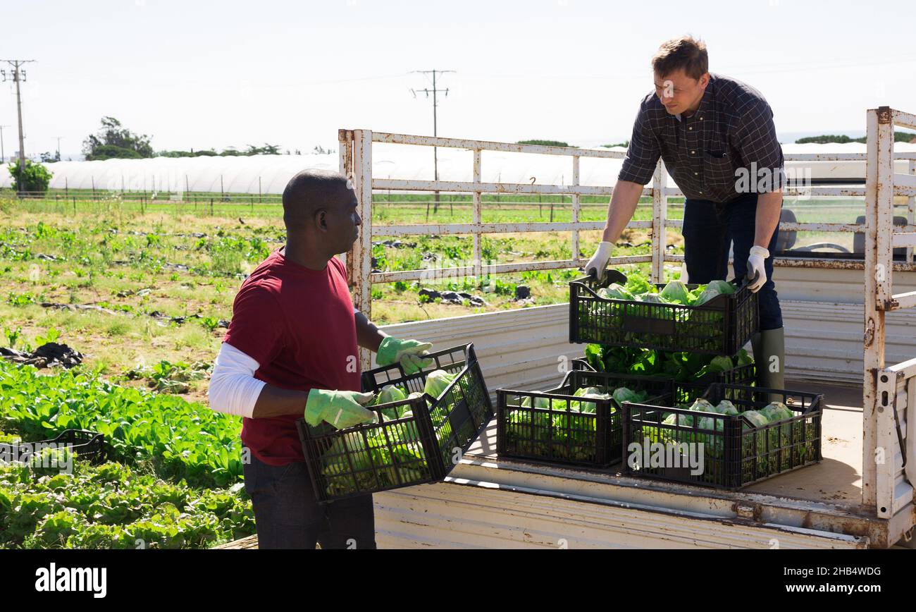 Movers load boxes of lettuce in truck on field Stock Photo - Alamy