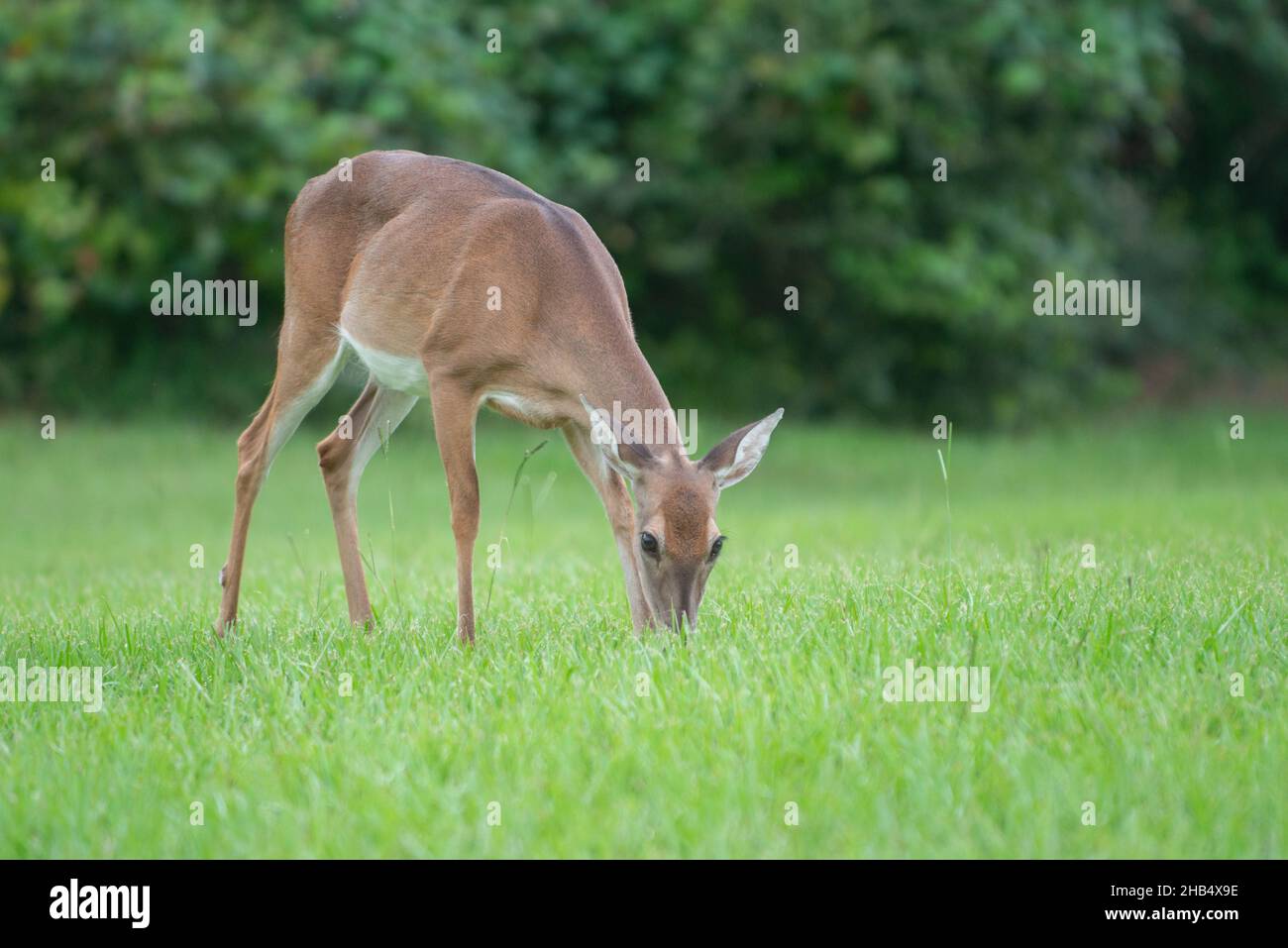 Deer peacefully walking and feeding in the woods Stock Photo - Alamy