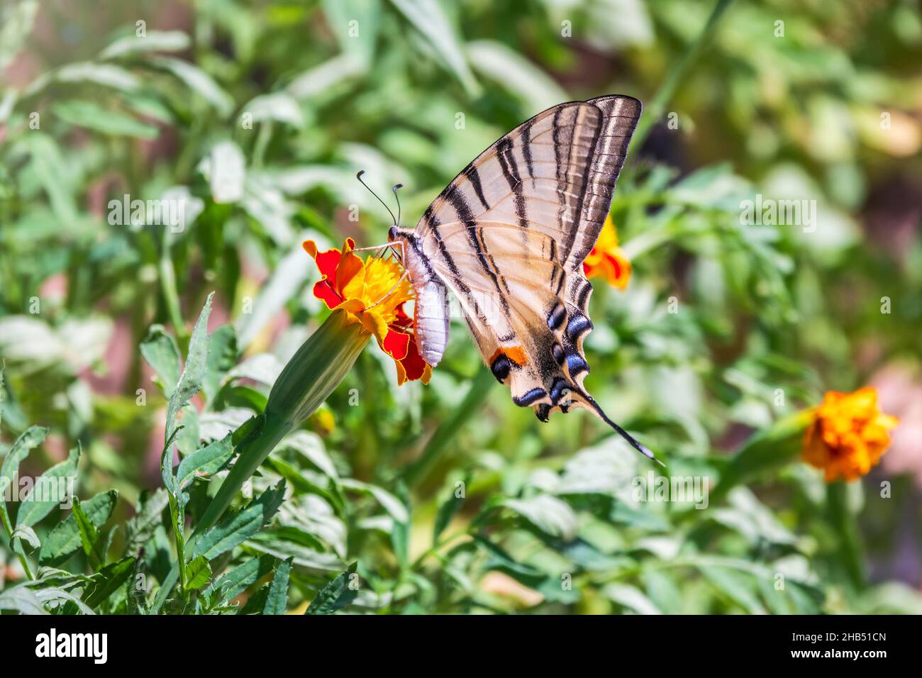 Beautiful Butterfly Scarce Swallowtail, Sail Swallowtail, Pear-tree ...