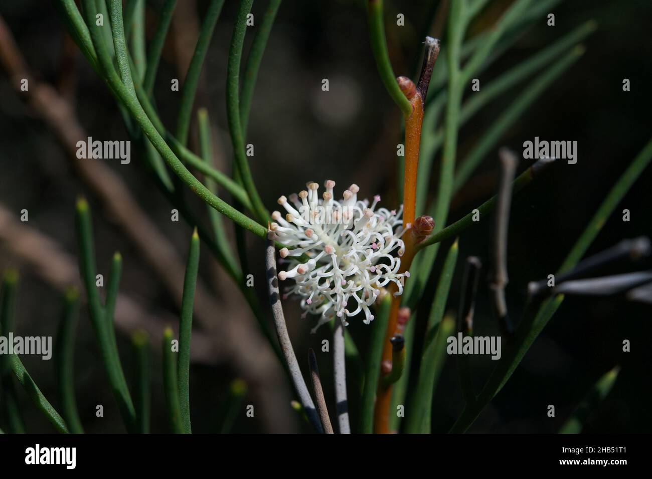 Bushy Needlewood or Silky Hakea (Hakea Sericea) is usually a straggly ...