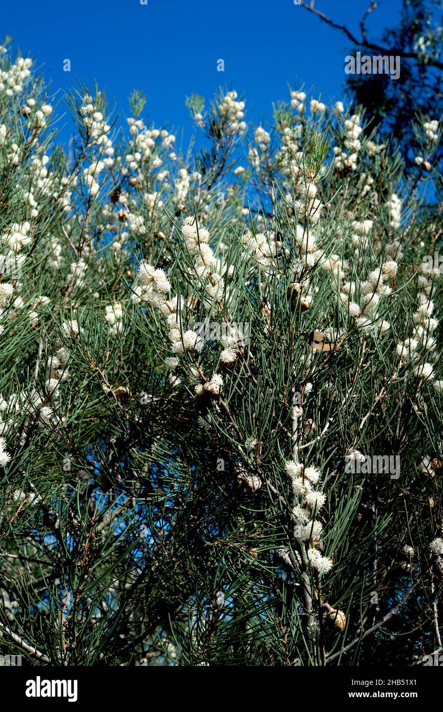 Hakea flowers hi-res stock photography and images - Alamy