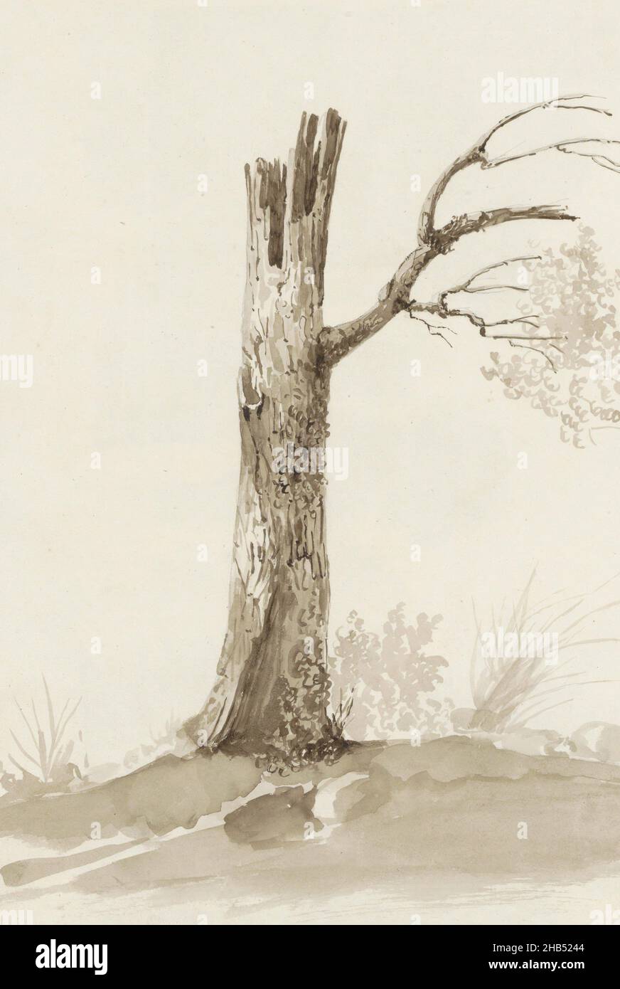 Tree trunk with one side branch, probably halved due to weather ...