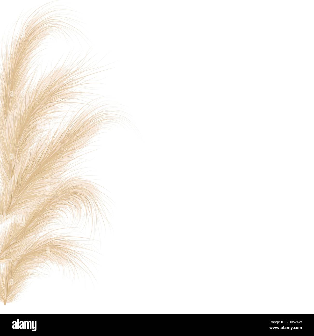 Ornamental pampas grass Stock Vector Images - Alamy