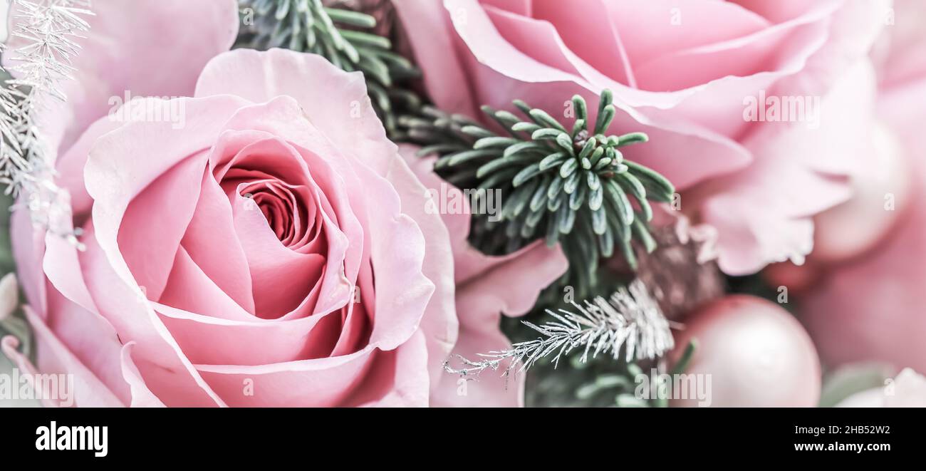 Pink roses with fir branches. Macro flowers background for holiday ...