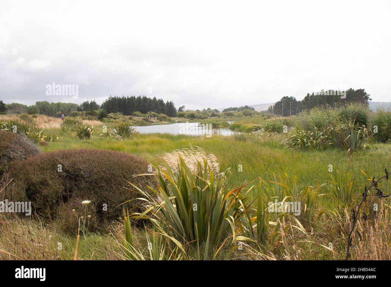Amberley Wetland Walkway Reserve, South Island, New Zealand Stock Photo ...