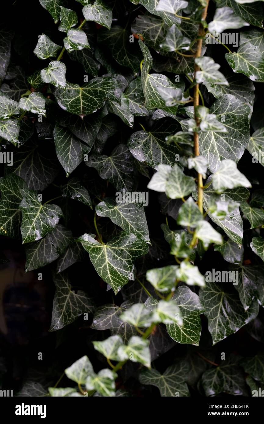 A light limestone wall covered with green ivy leaves after rain. Front ...
