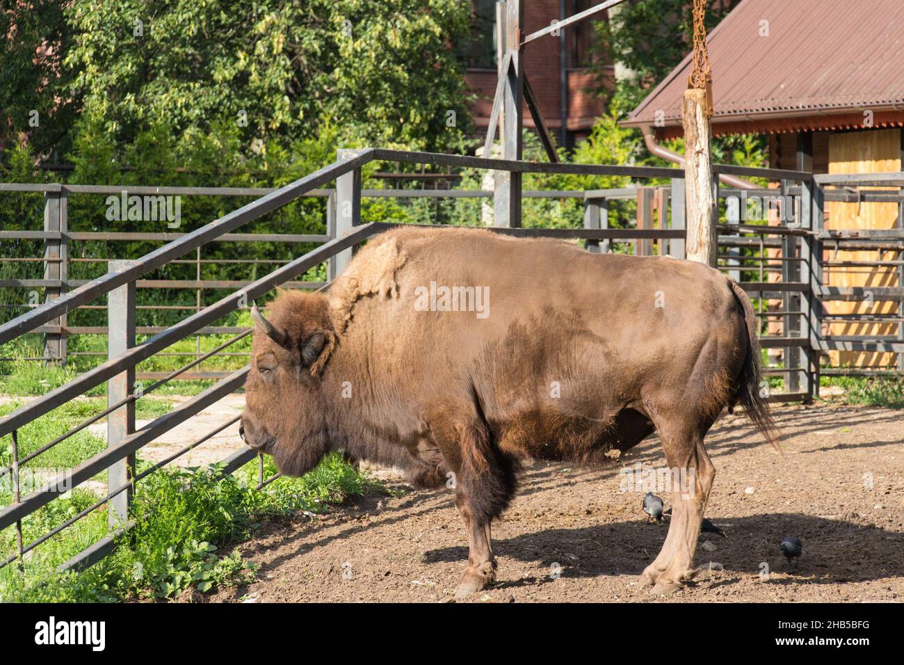 The view of a bison in Kaliningrad zoo, Russia Stock Photo - Alamy