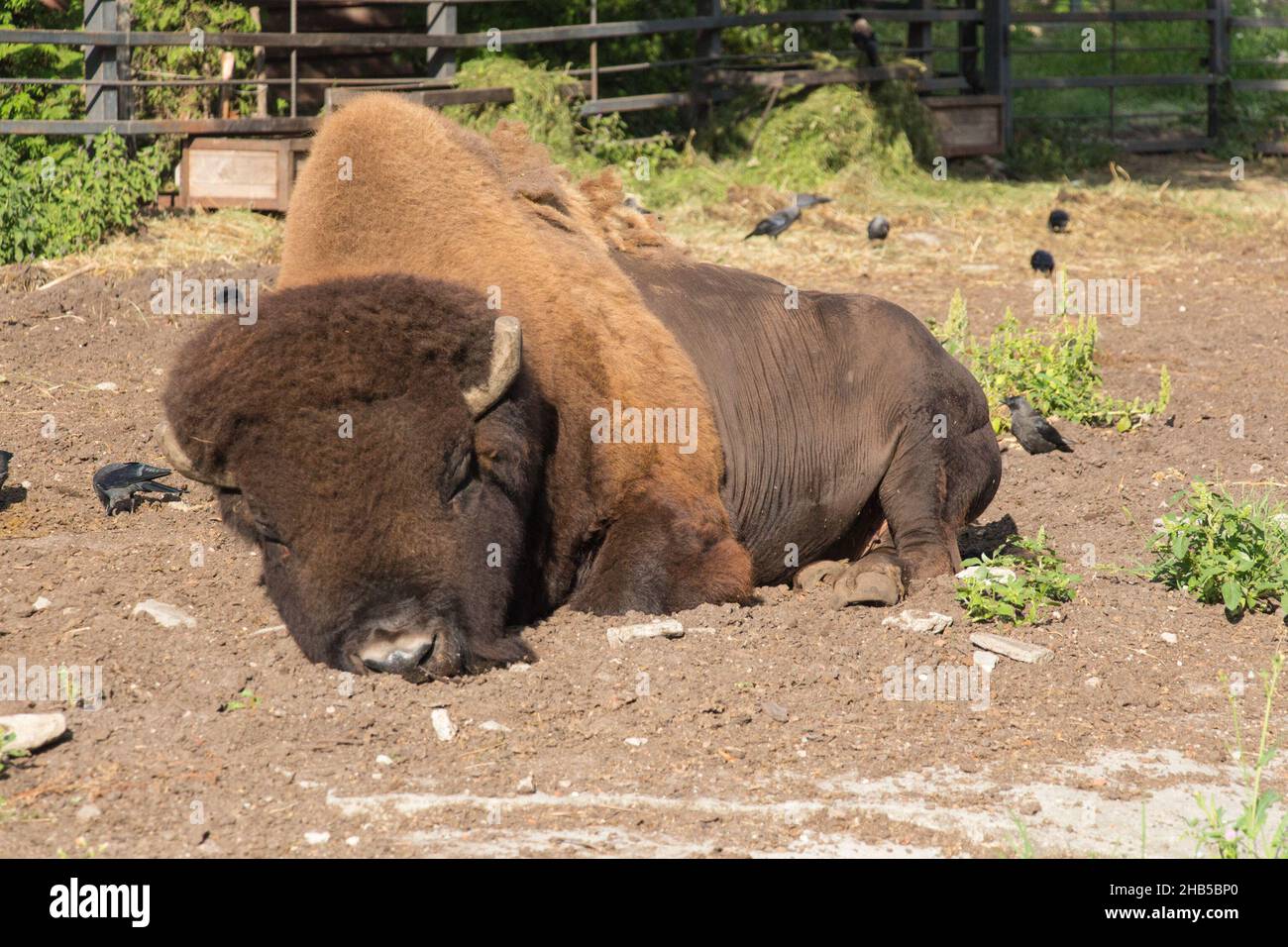 The view of a bison laying on the ground. Wild life in Kaliningrad zoo ...