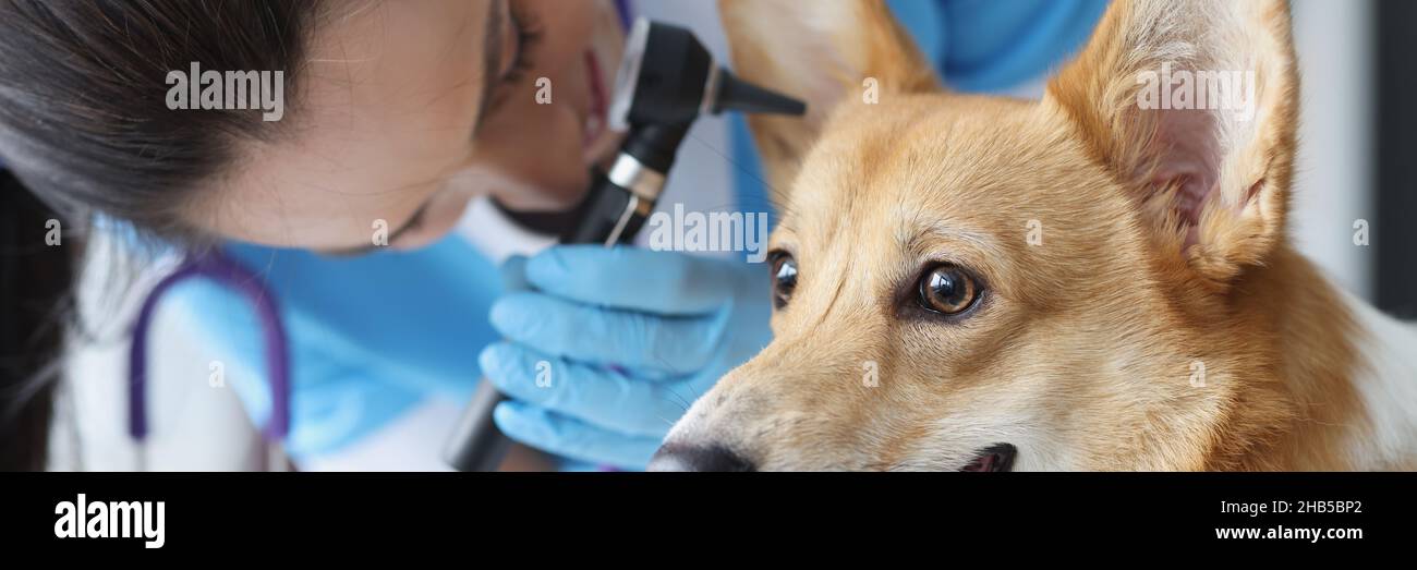 Hearing test of dog in veterinary clinic closeup Stock Photo - Alamy