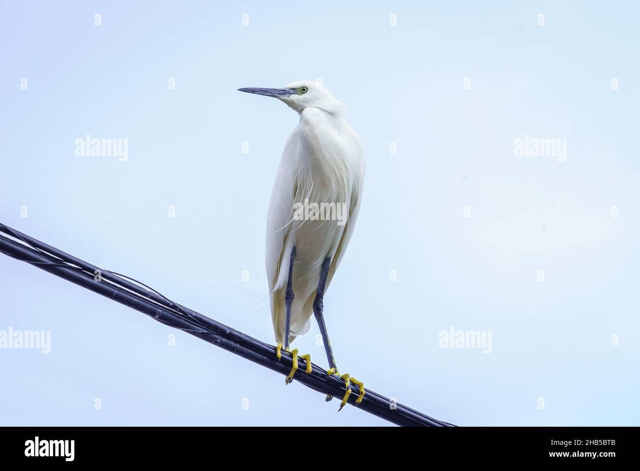 Heron, Cattle Egret on the wire of the light Stock Photo - Alamy