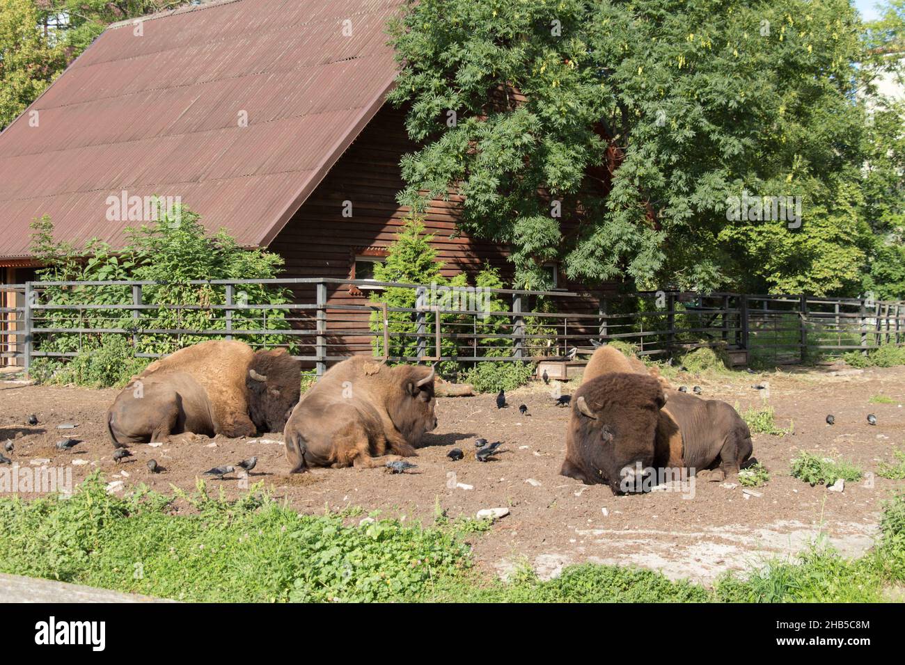 The view of a bisons laying on the ground. Wild life in Kaliningrad zoo ...